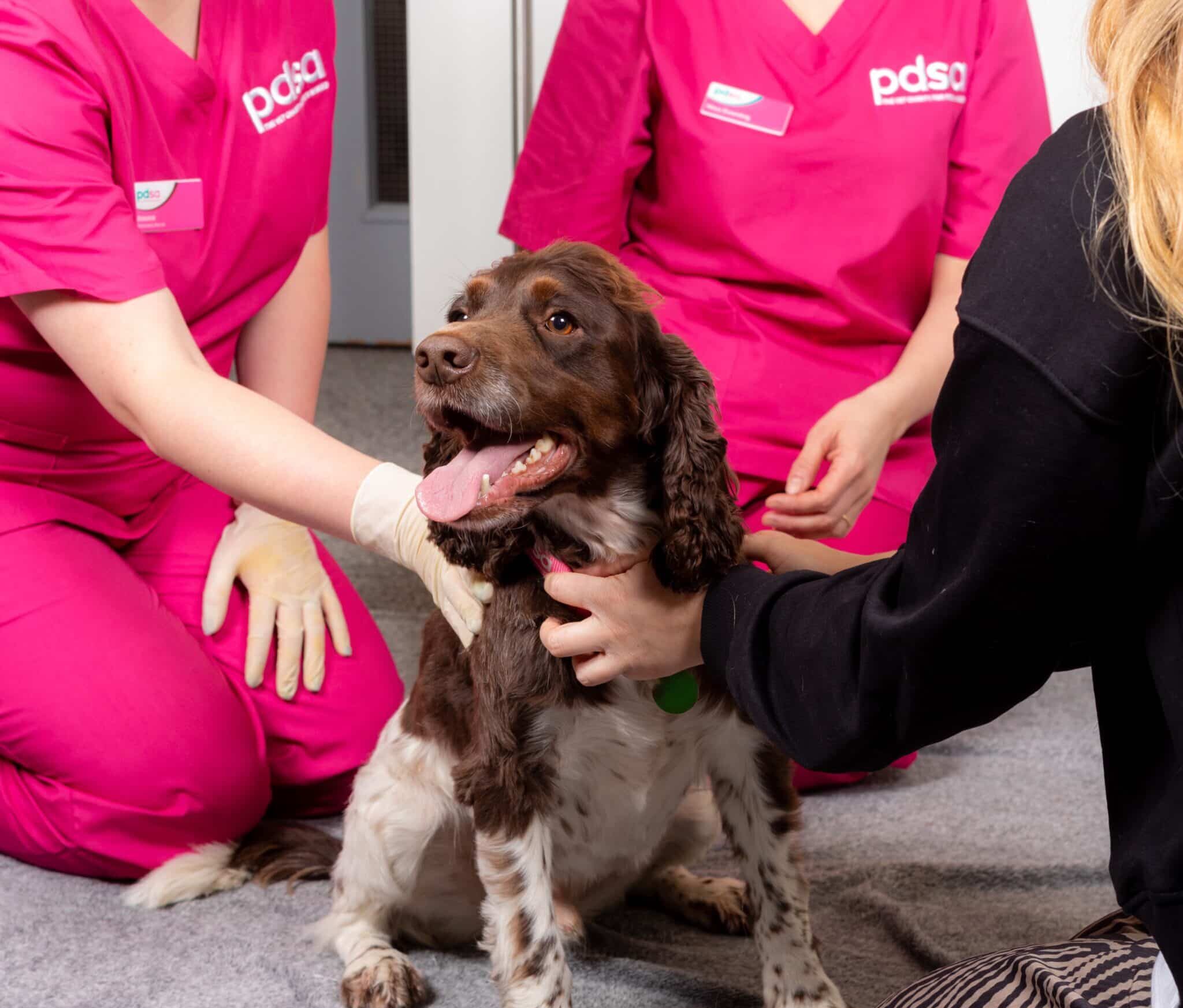 Fat or furry? How to keep the extra inches off of your dog